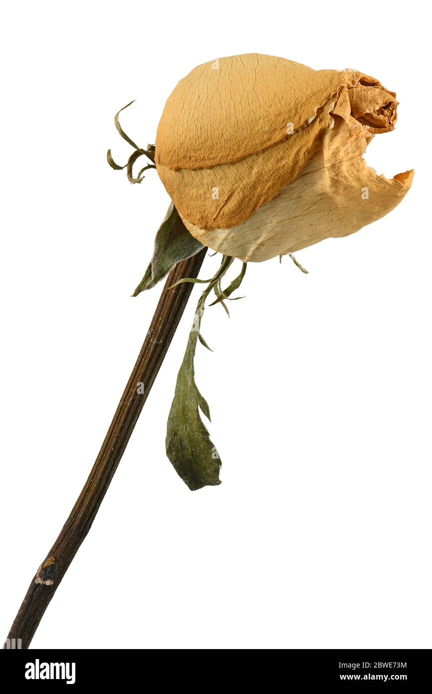 Faded rose isolated on white. High resolution photo. Full depth of ...