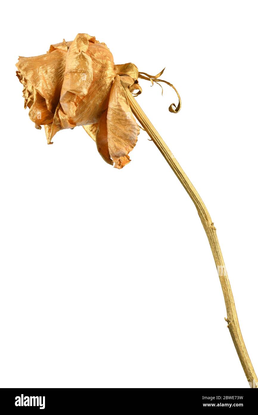 Golden rose isolated on white. Golden dried flower head, romance ...