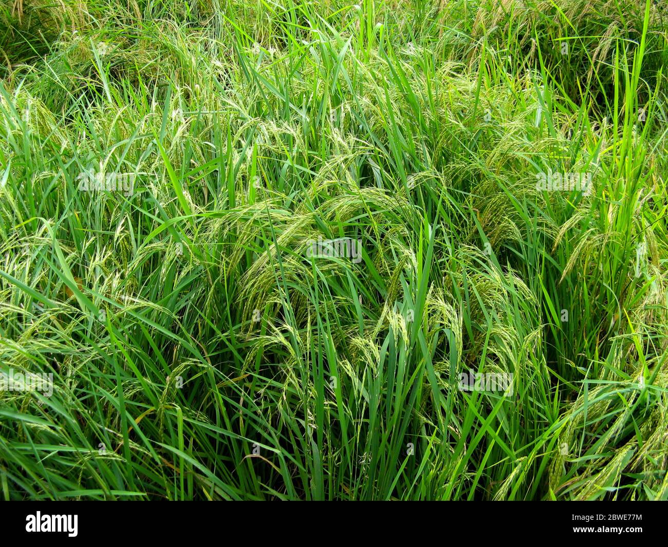 Green paddy rice field spring. Organic rice fields or paddy field ...