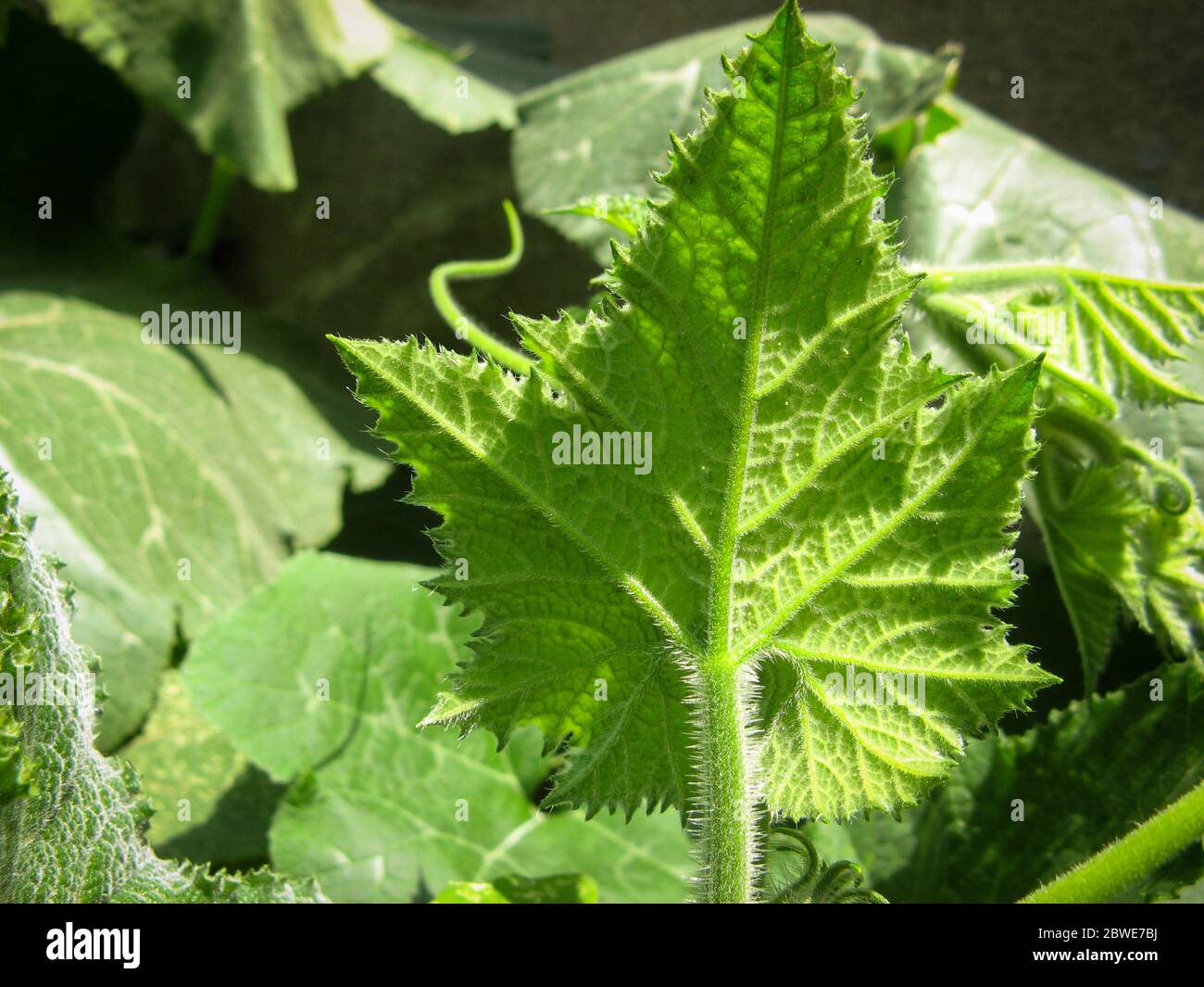 Close up of pumpking leaf sprout in summer on green background. Green ...