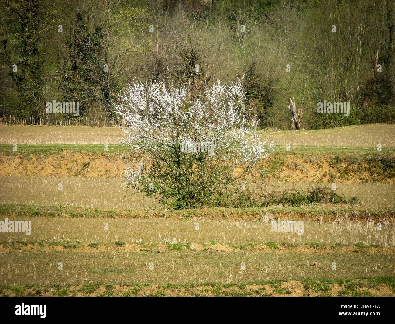 Spring rural landscape with blossoming Persian plum tree. Beginning of ...