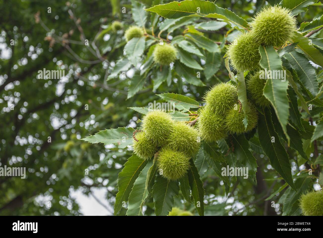 chestnut tree in the early season Stock Photo - Alamy