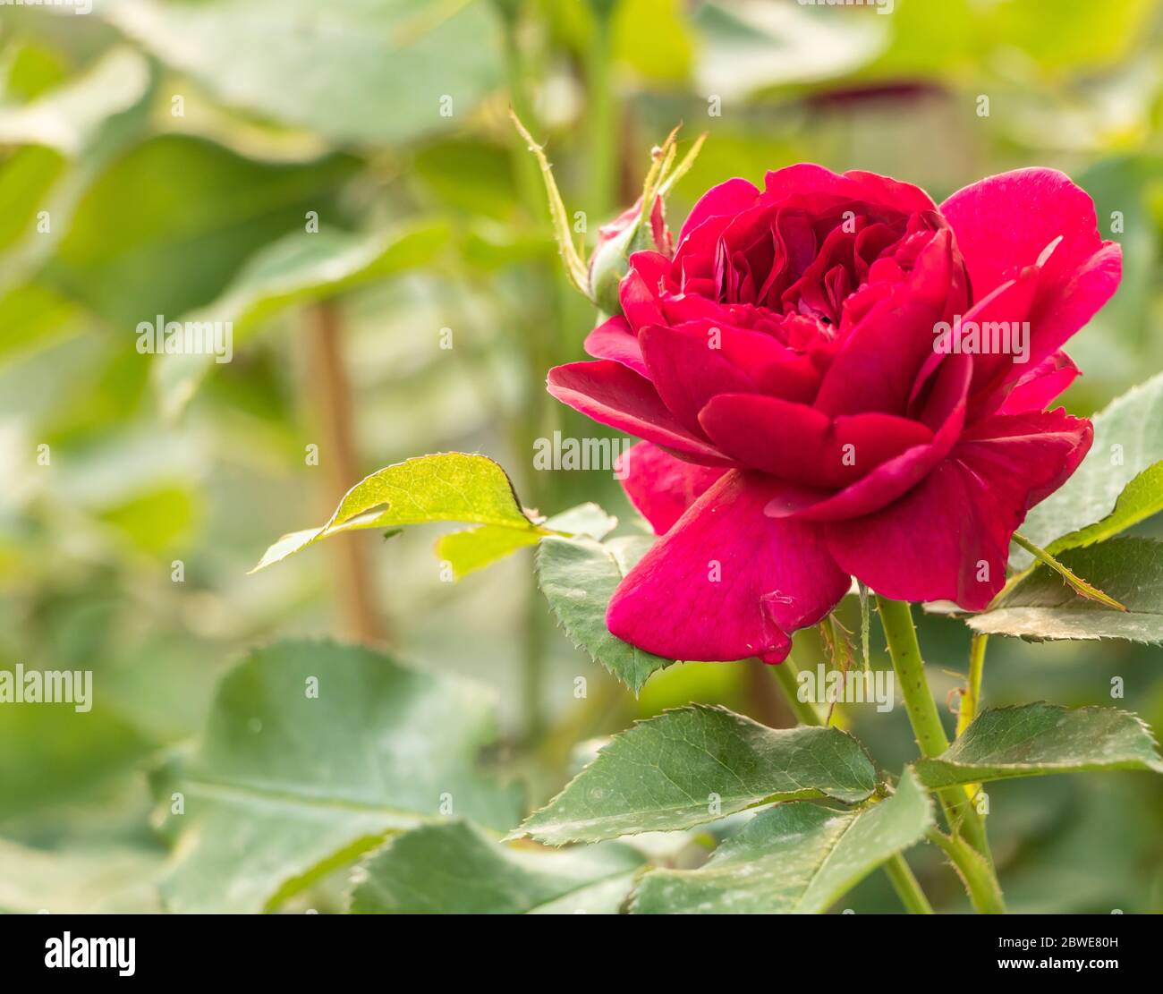 Red rose in bloom very beautiful with fragrant smell Stock Photo - Alamy