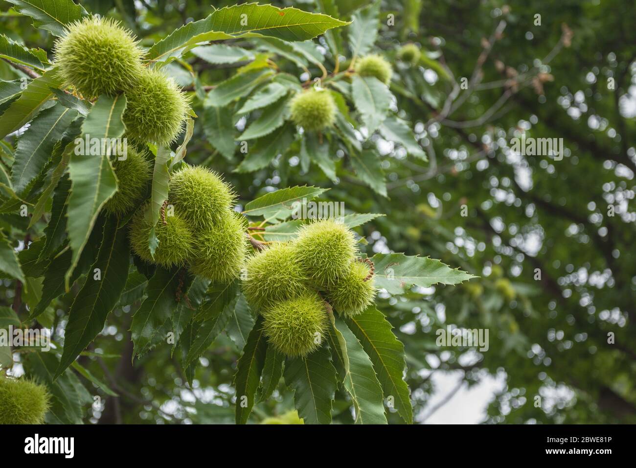 chestnut tree in the early season Stock Photo - Alamy
