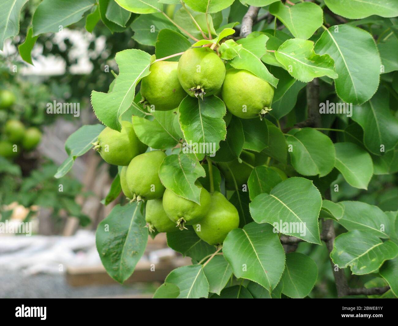 Pear tree branch with unripe green fruites on it during summer season ...