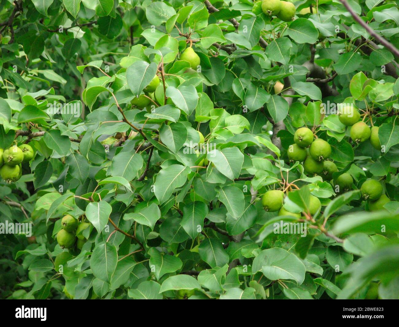 Many unripe pears on tree branch in orchard. Pear tree branch with ...