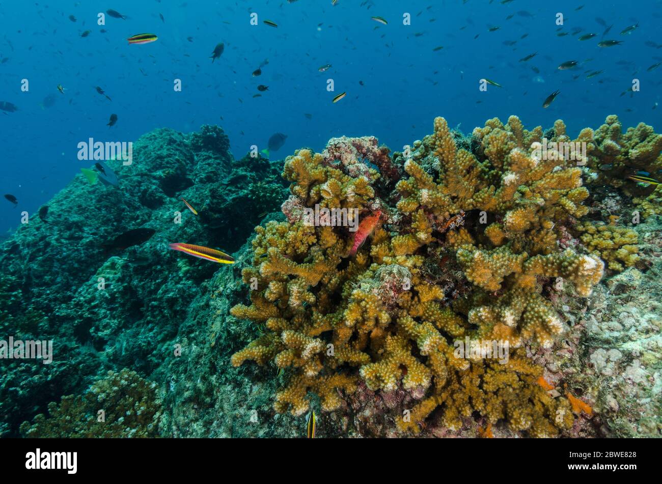 Pocillopora corals panama hi-res stock photography and images - Alamy