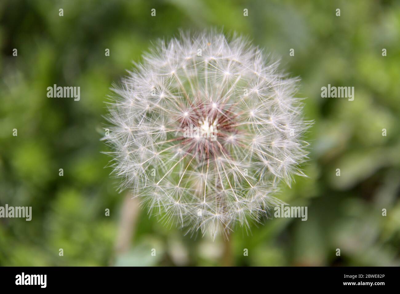 closeup of beautiful white dandelion flower (Taraxacum officinale) in ...