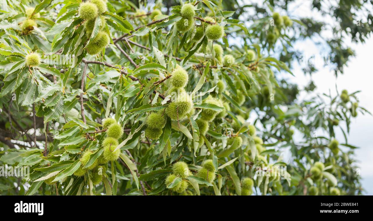 chestnut tree in the early season Stock Photo - Alamy