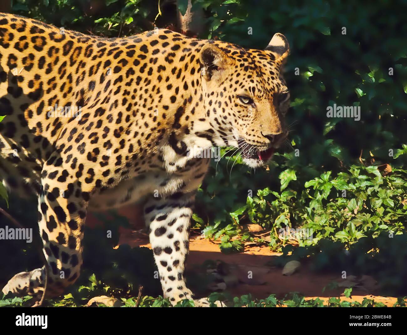 Leopard is walking Stock Photo - Alamy