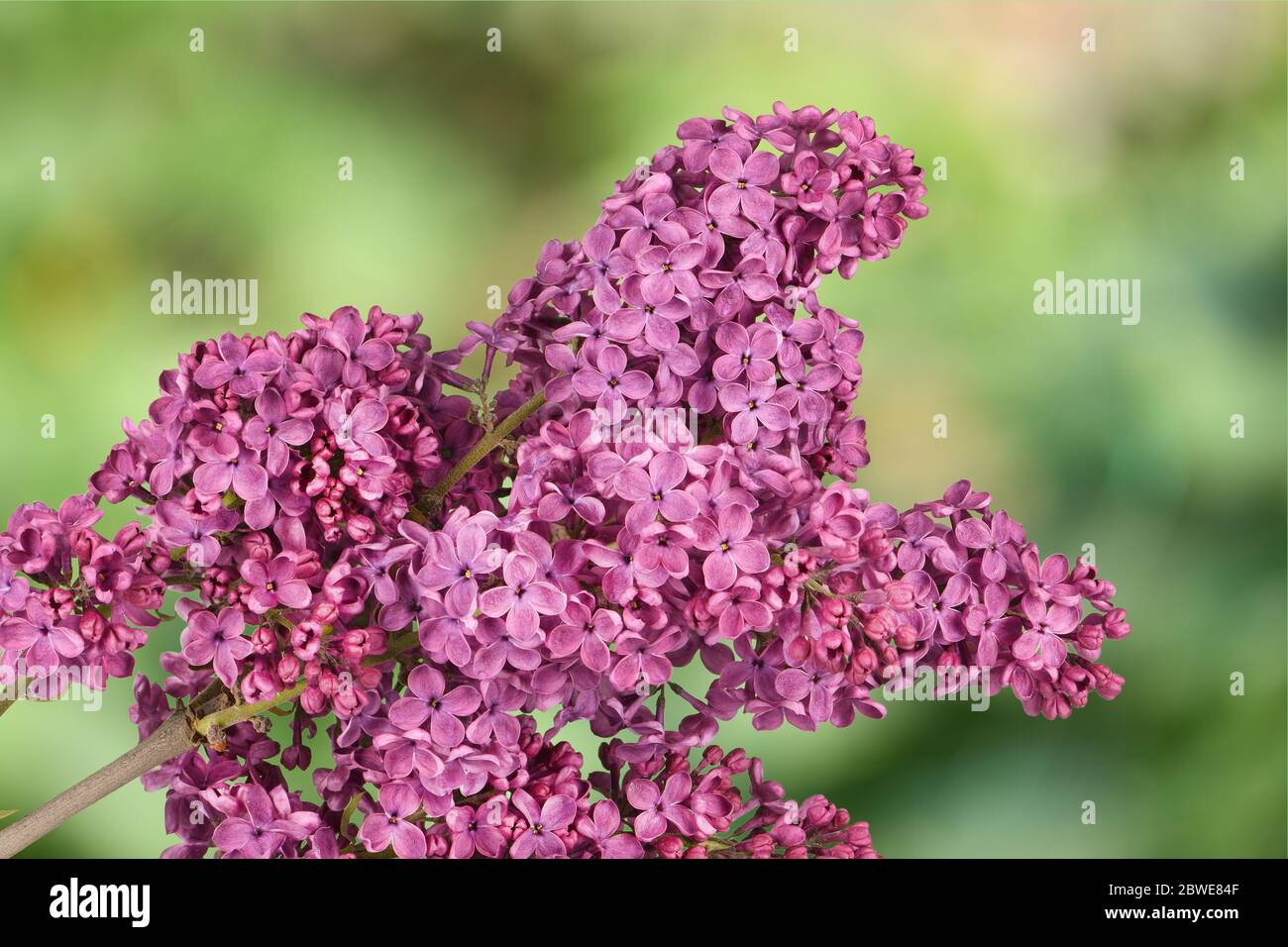 Spring branch of blooming lilac. High resolution photo. Full depth of ...