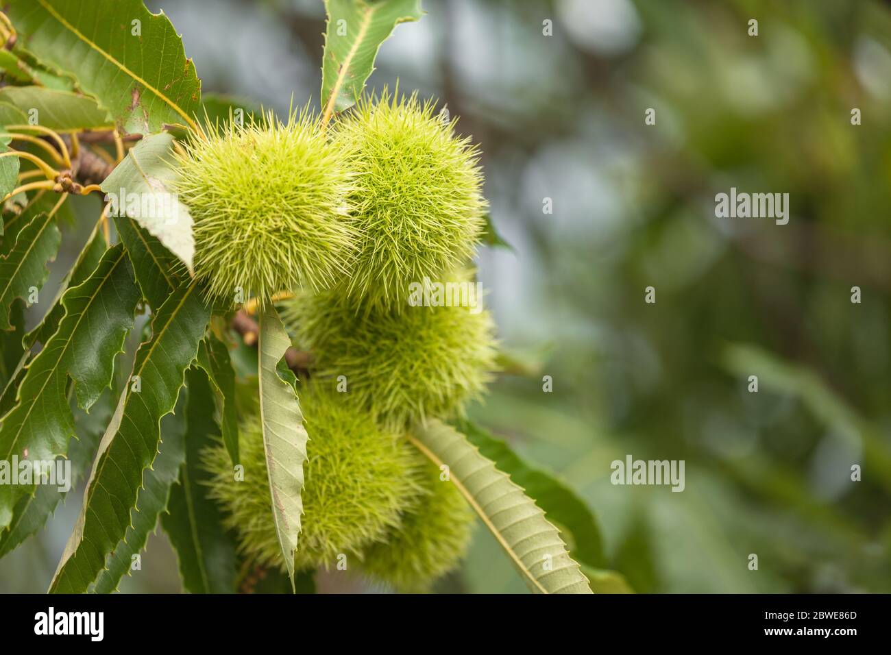 chestnut tree in the early season Stock Photo - Alamy