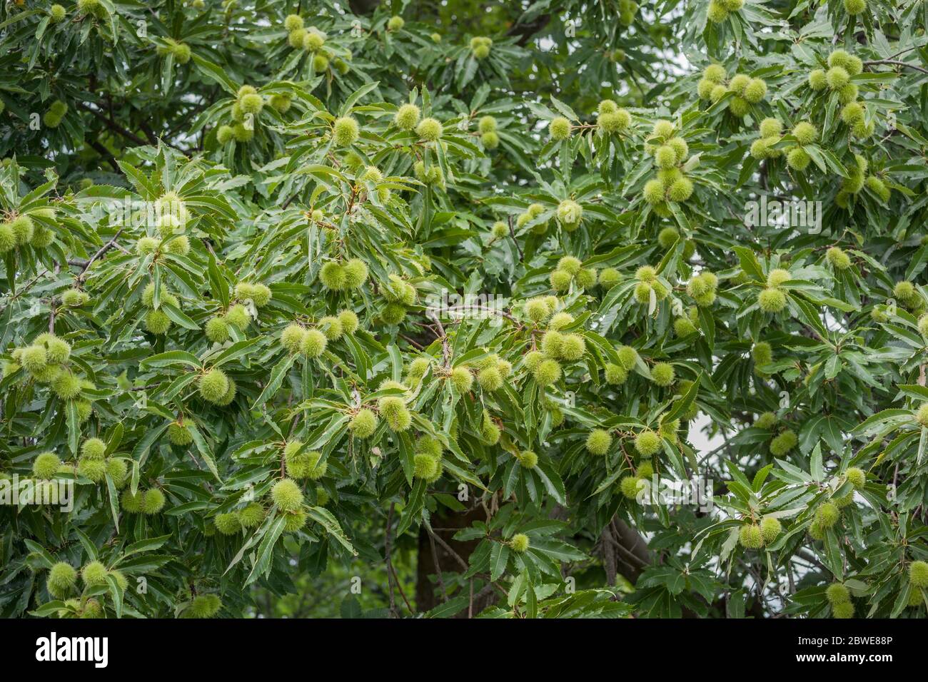 chestnut tree in the early season Stock Photo - Alamy