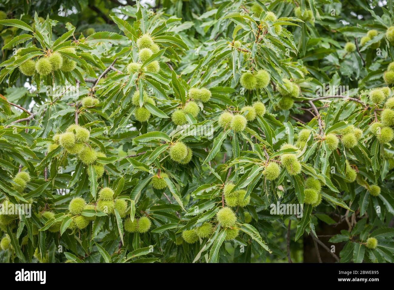 chestnut tree in the early season Stock Photo - Alamy