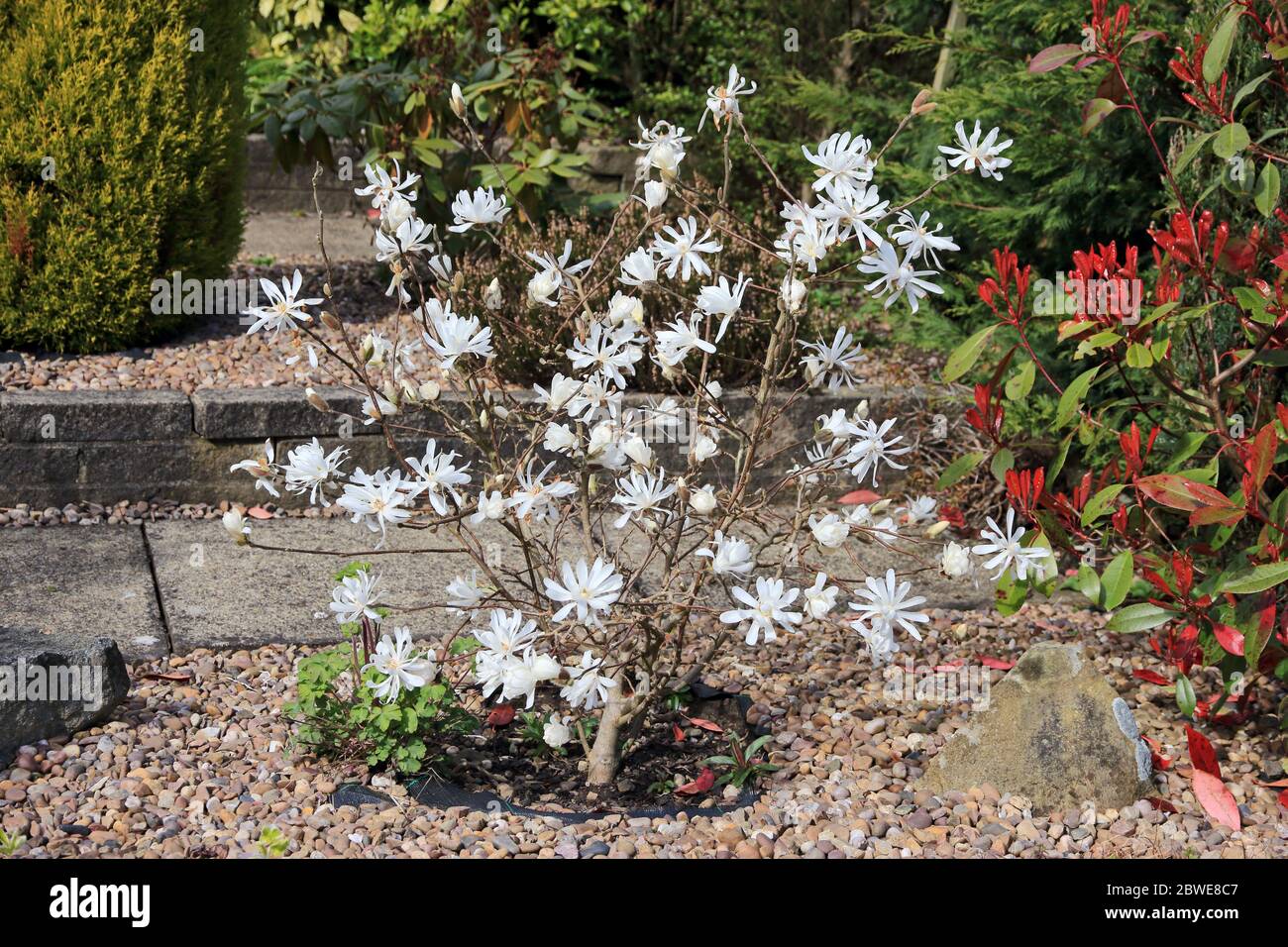 Star Magnolia (Magnolia Stellata) flowering in suburban garden, Spring ...