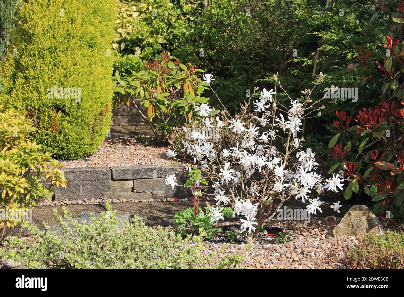 Star Magnolia (Magnolia Stellata) flowering in suburban garden, Spring ...