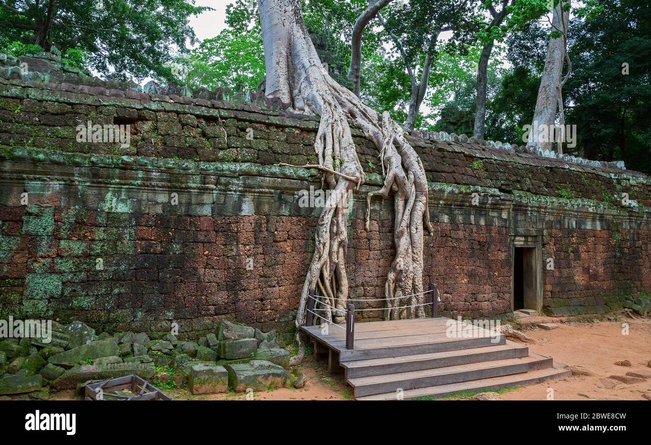 tree in Angkor Wat Stock Photo - Alamy