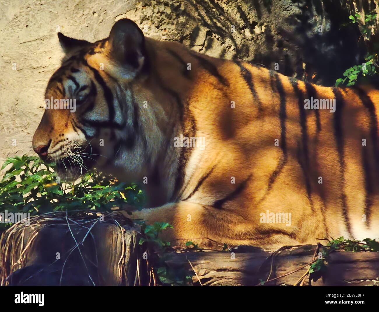 Tiger in shadow hi-res stock photography and images - Alamy