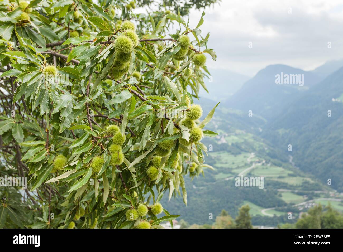 chestnut tree in the early season Stock Photo - Alamy
