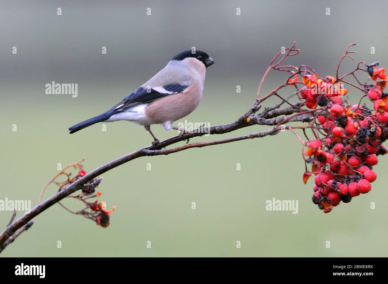 Bearded reedling, birds, Panurus biarmicus Stock Photo - Alamy