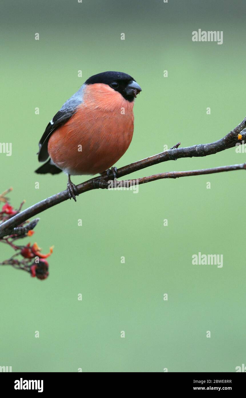 Bearded reedling, birds, Panurus biarmicus Stock Photo - Alamy