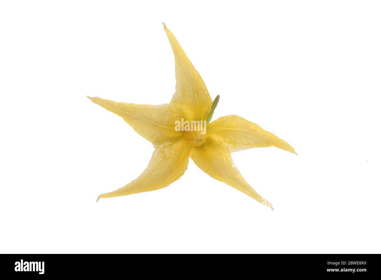Tomato plant flower leaf Cut Out Stock Images & Pictures - Alamy