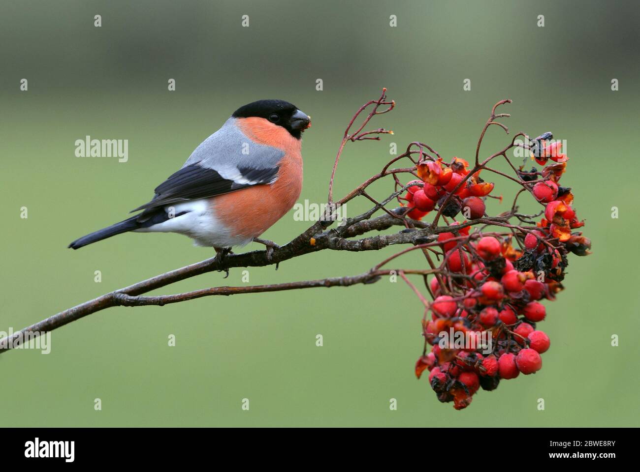 Bearded reedling, birds, Panurus biarmicus Stock Photo - Alamy