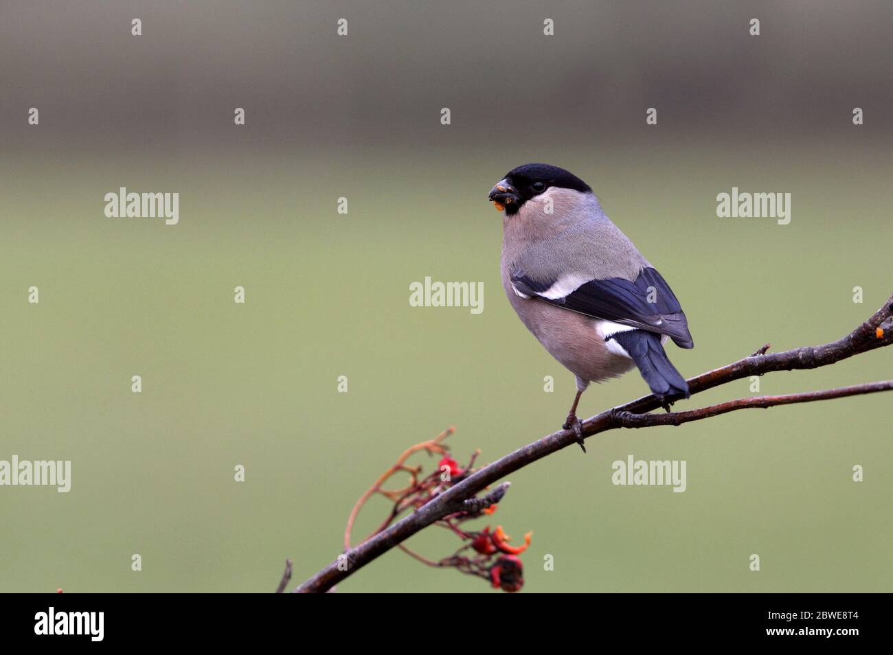 Bearded reedling, birds, Panurus biarmicus Stock Photo - Alamy