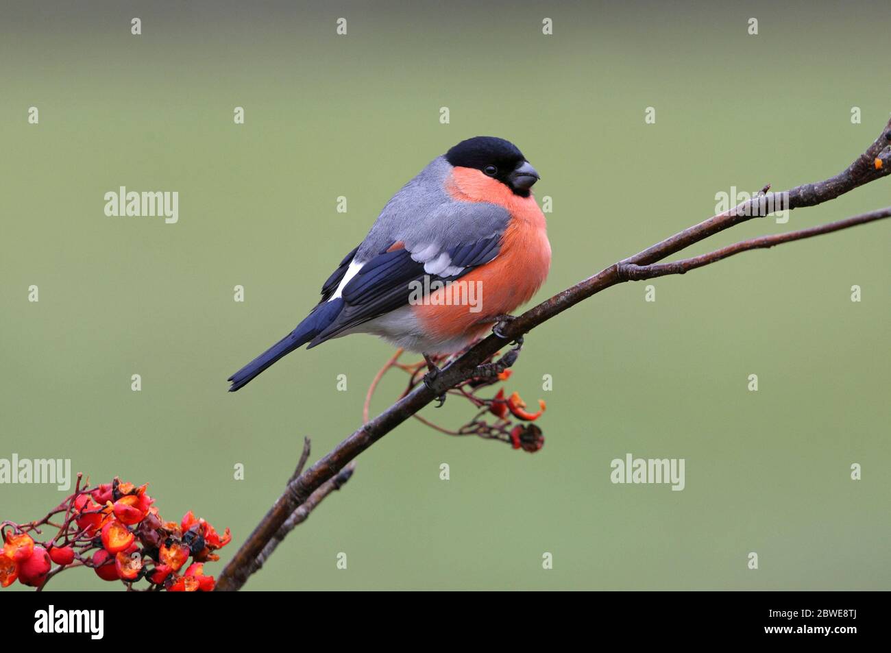 Bearded reedling, birds, Panurus biarmicus Stock Photo - Alamy
