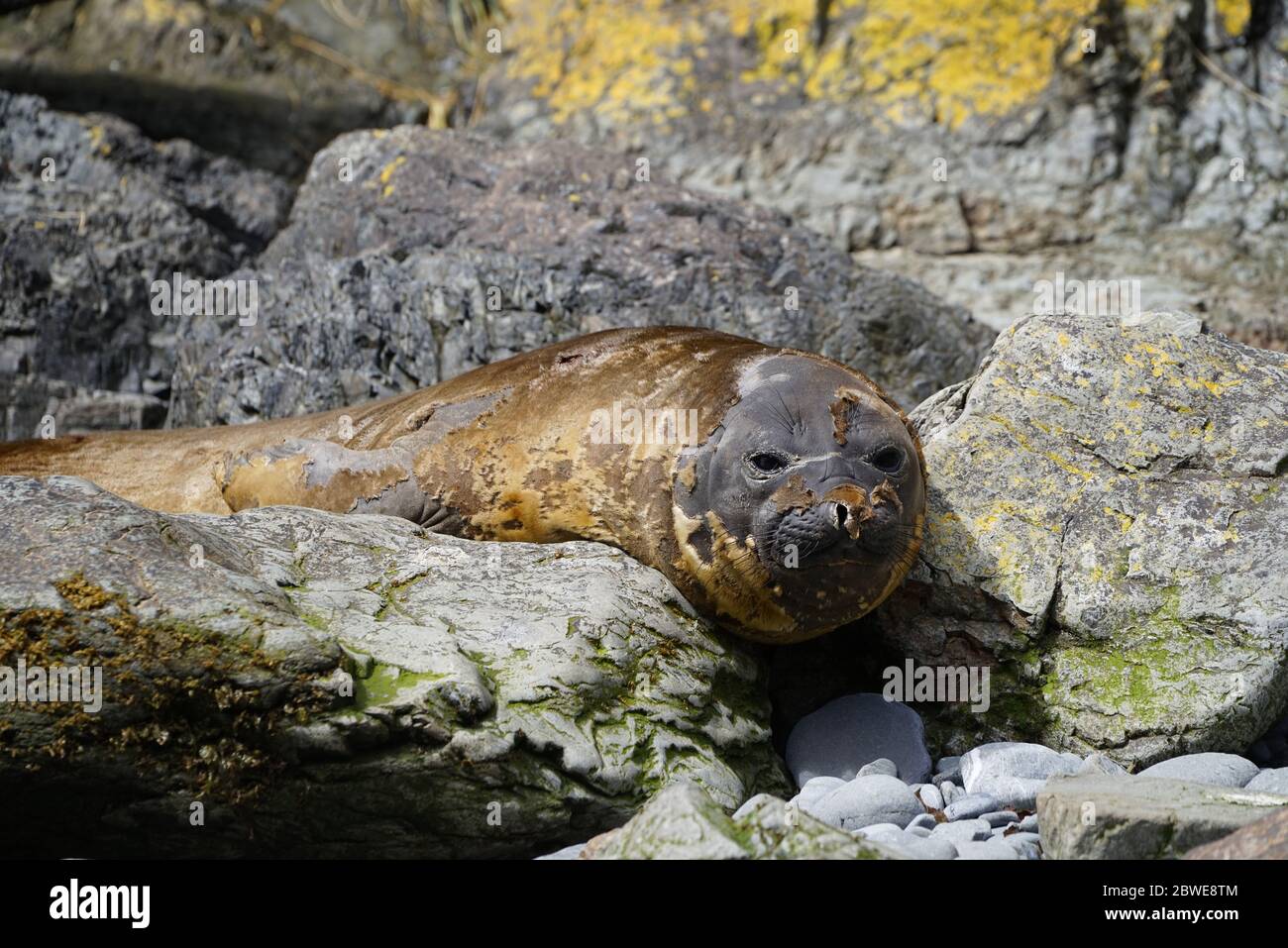 Moulting elephant seal lying on stones at "Cape Rosa" on South Georgia ...