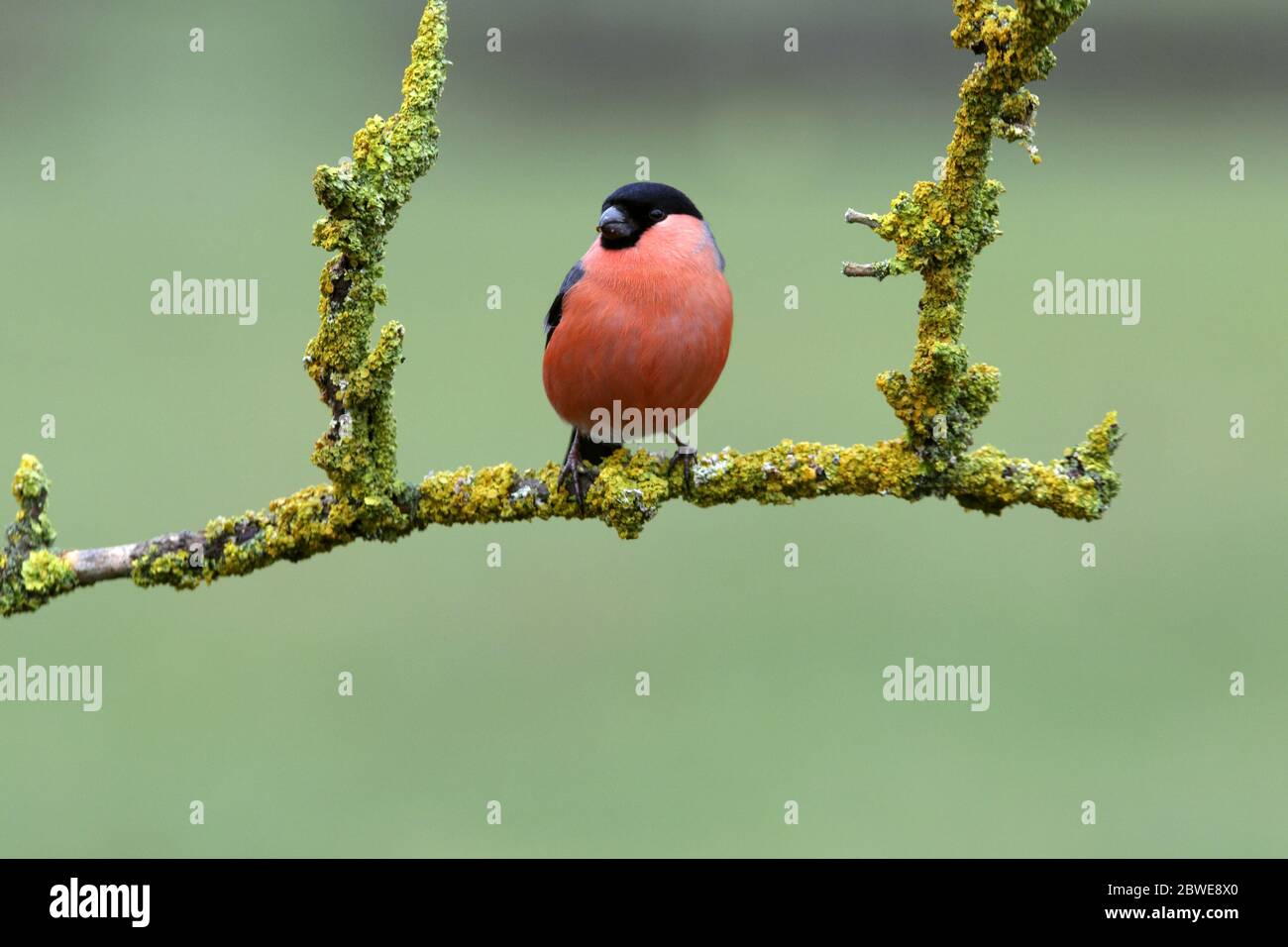 Bearded reedling, birds, Panurus biarmicus Stock Photo - Alamy
