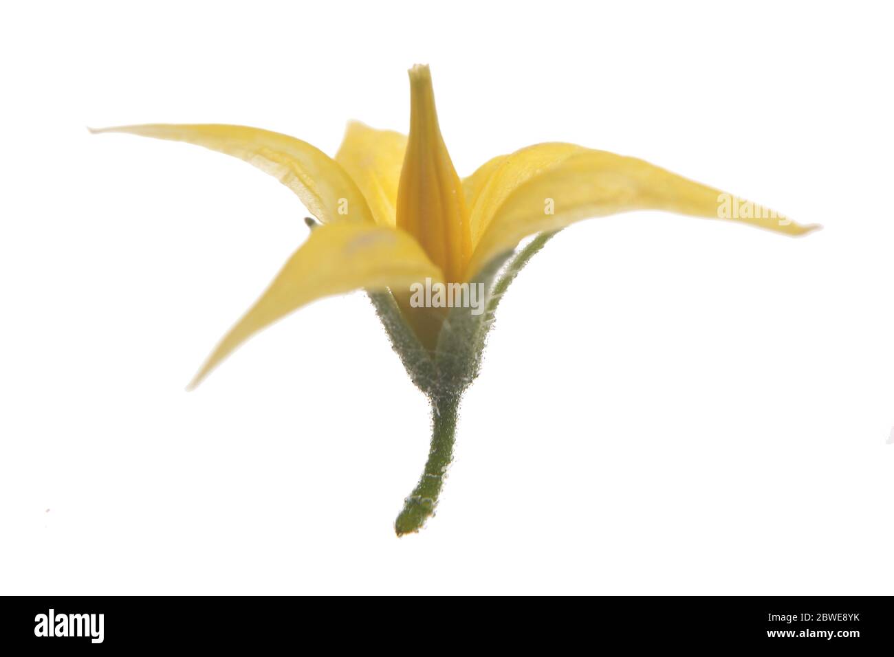 Red orange yellow winter Cut Out Stock Images & Pictures - Alamy