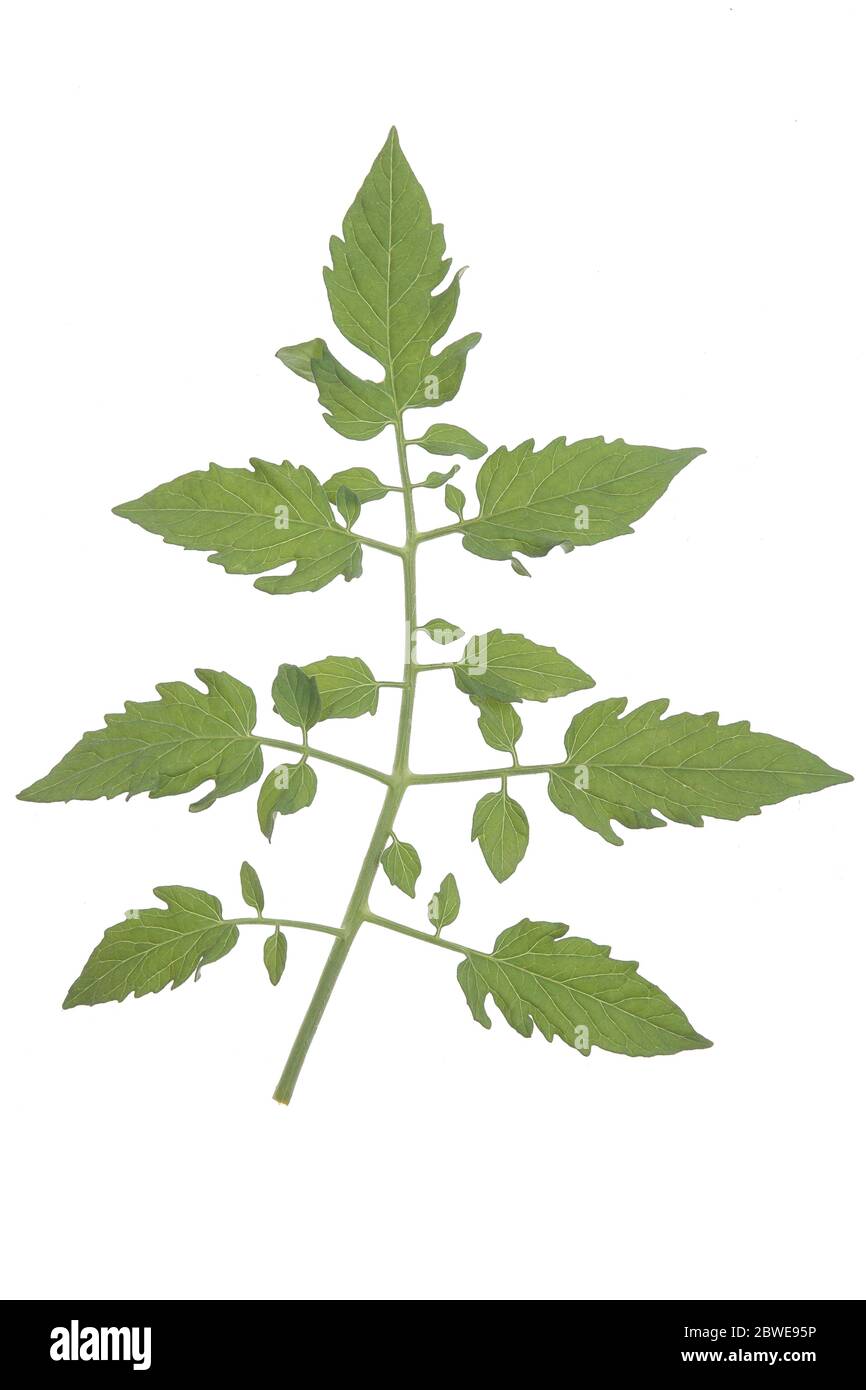 the leaf of the tomato plant Stock Photo - Alamy
