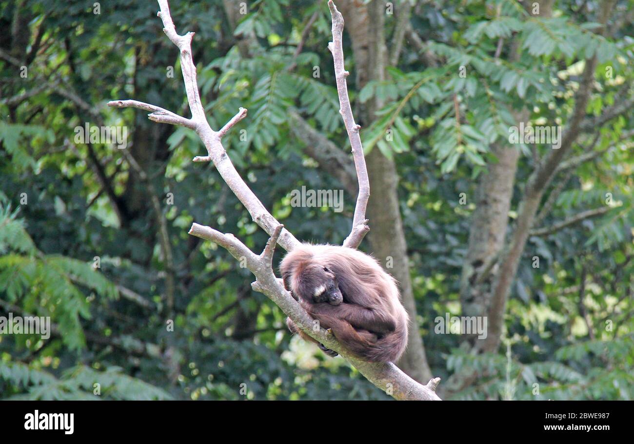 A Brown Spider Monkey Asleep on a Tree Branch Stock Photo - Alamy