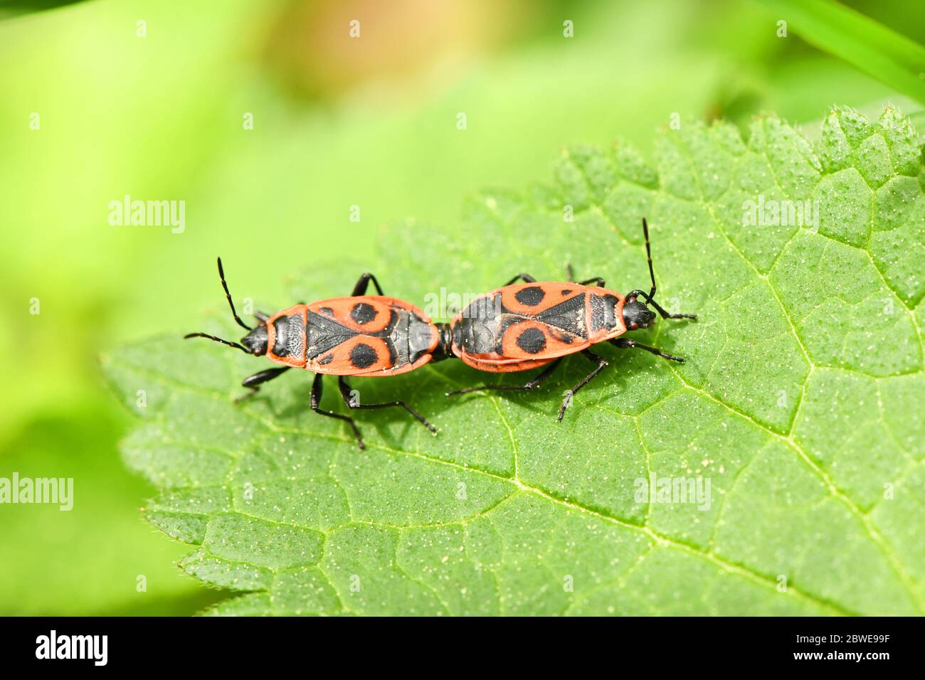 Mating of the firebug, Pyrrhocoris apterus on the leaf. High resolution ...