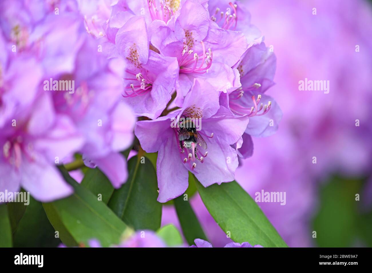 hydrangea flower and bee macro spring season Stock Photo - Alamy