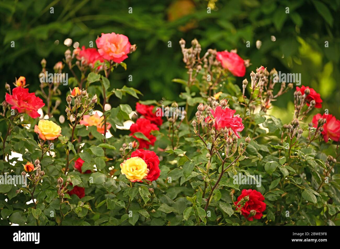 Volksgarten vienna rose roses hi-res stock photography and images - Alamy