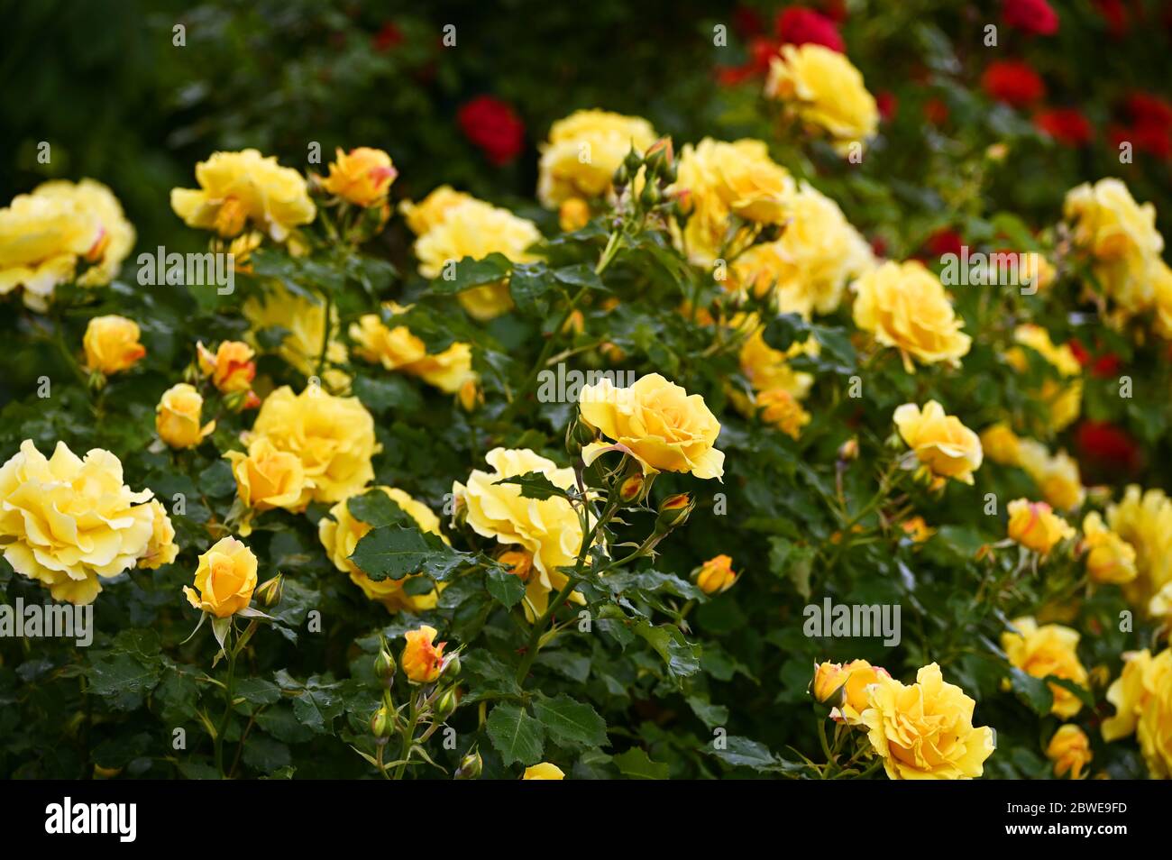 Volksgarten vienna rose roses hi-res stock photography and images - Alamy