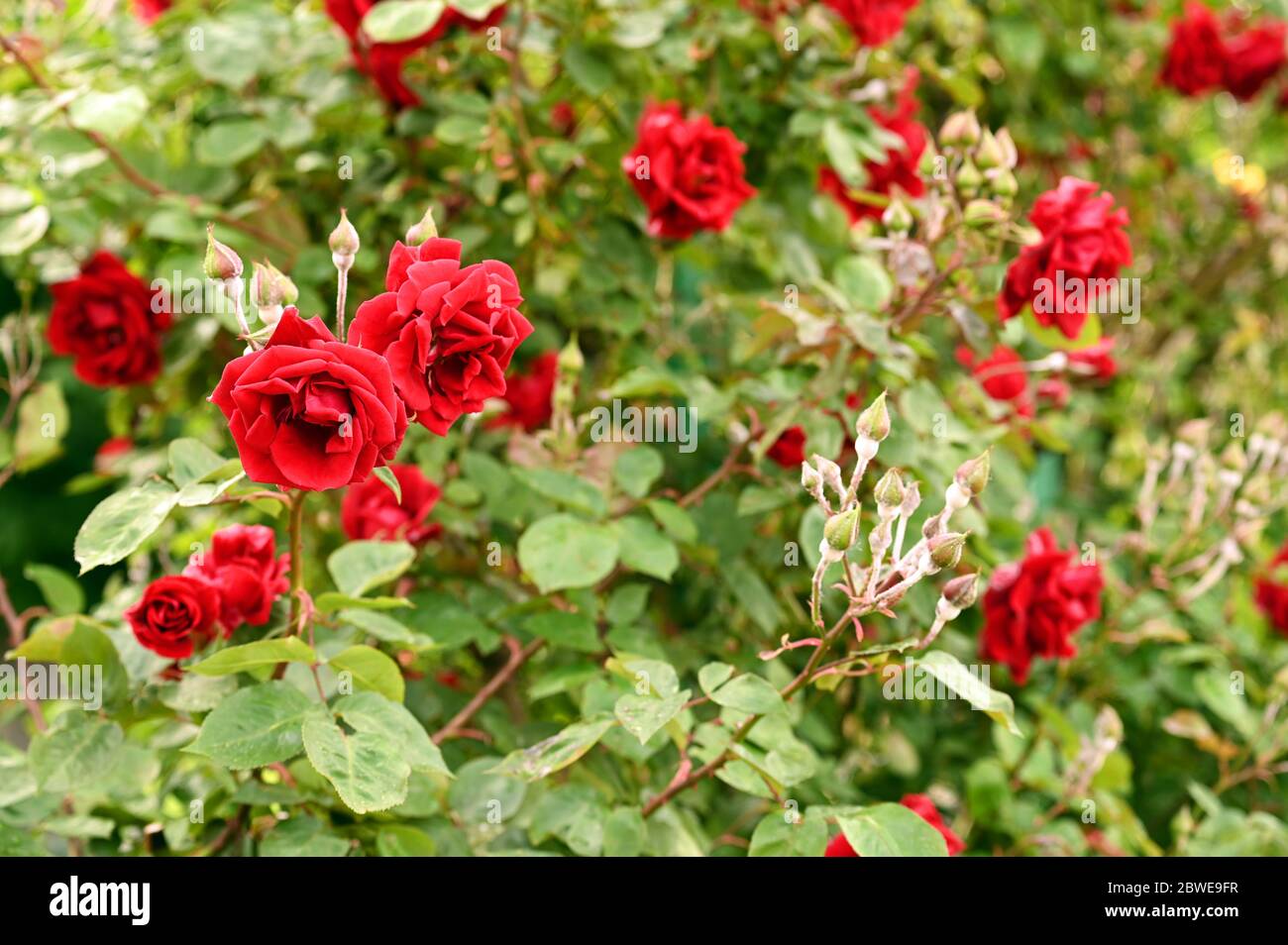 Volksgarten vienna rose roses hi-res stock photography and images - Alamy