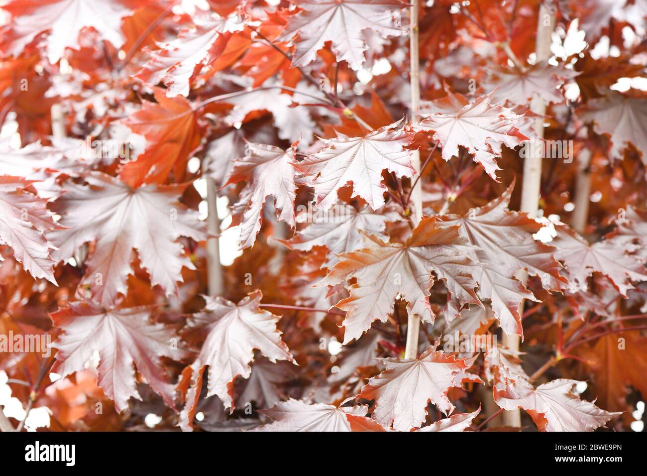 Japanese forest grass all gold hi-res stock photography and images - Alamy