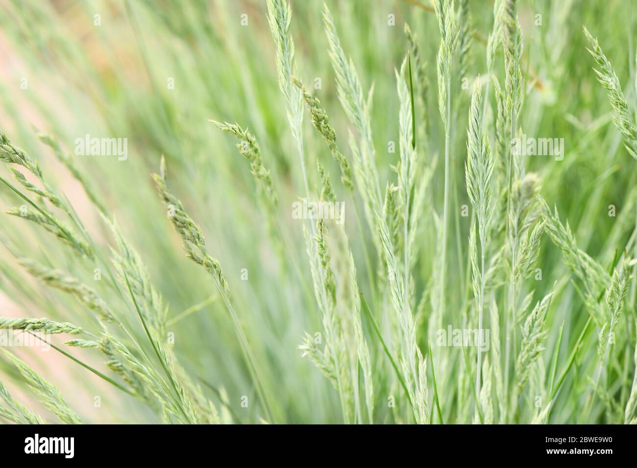 Blooming grass ear close up detail, blurry landscape background. High ...