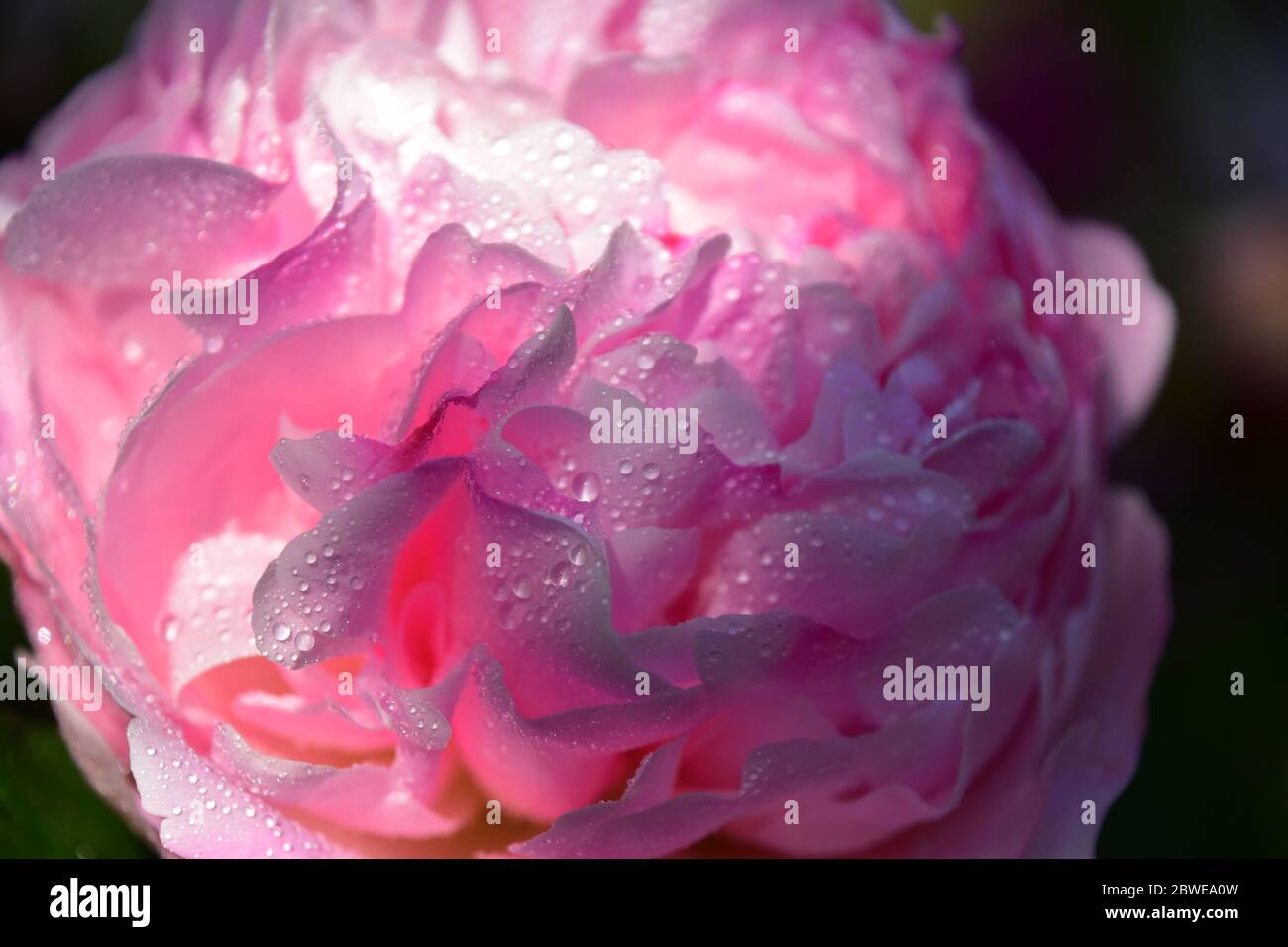 Scented peony hi-res stock photography and images - Alamy