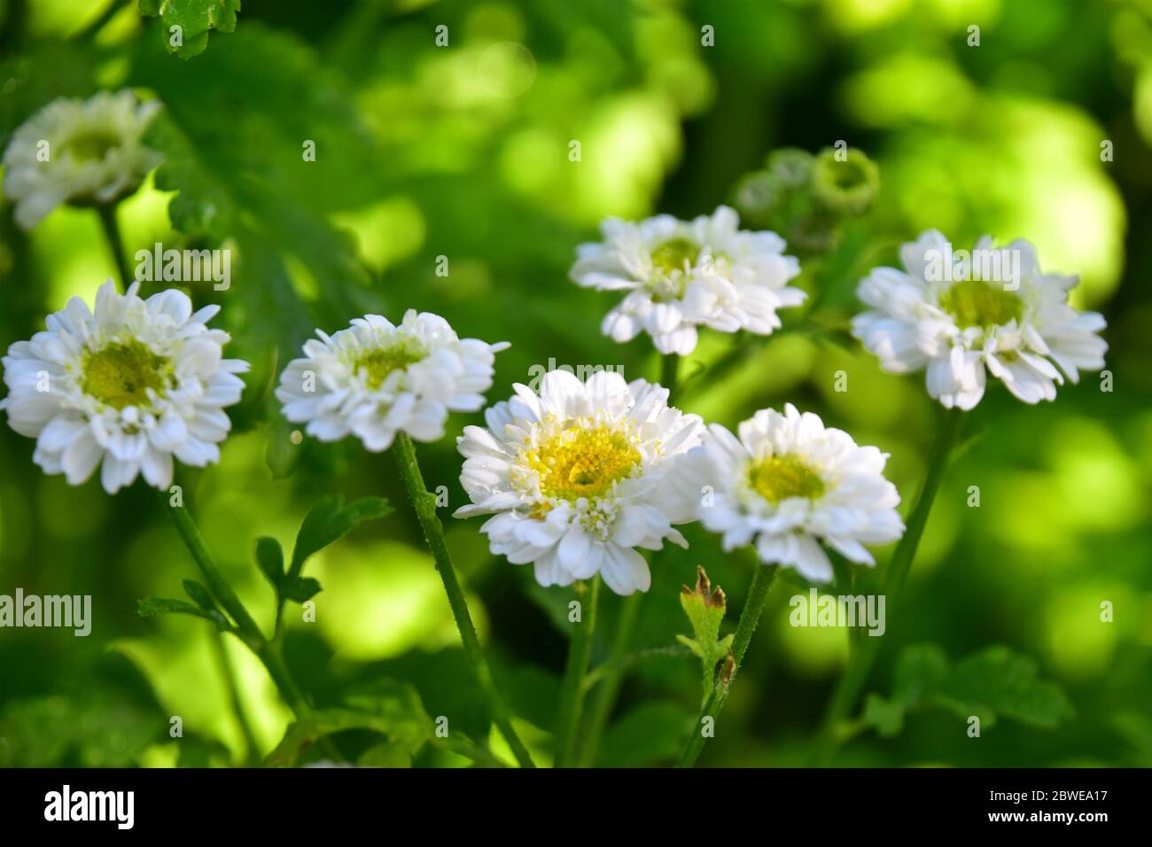 Feverfew tanacetum parthenium asteraceae hi-res stock photography and ...