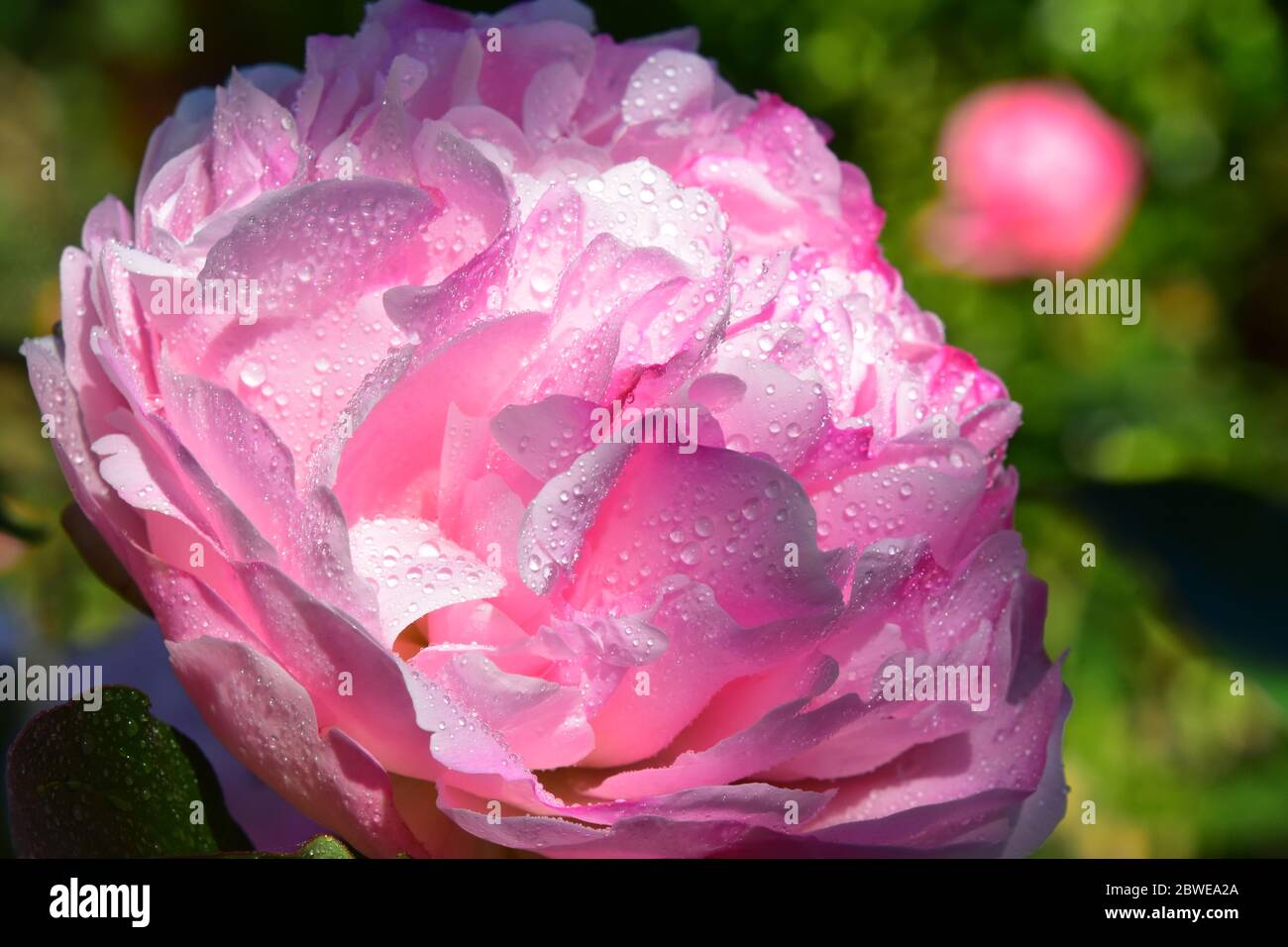 Scented peony hi-res stock photography and images - Alamy