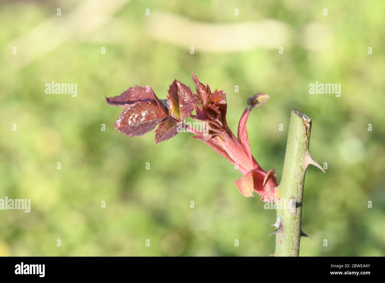 New rose bush leaves growing in spring. Fragile young sprouts of the ...
