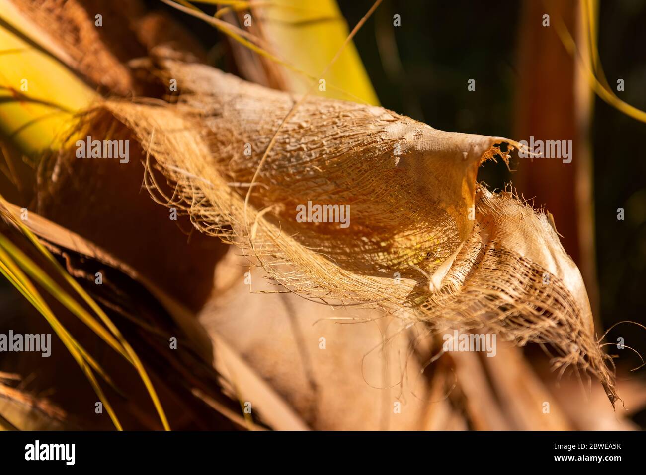 Close-up coconut palm tree. Beautiful and amazing flora on Bali island ...