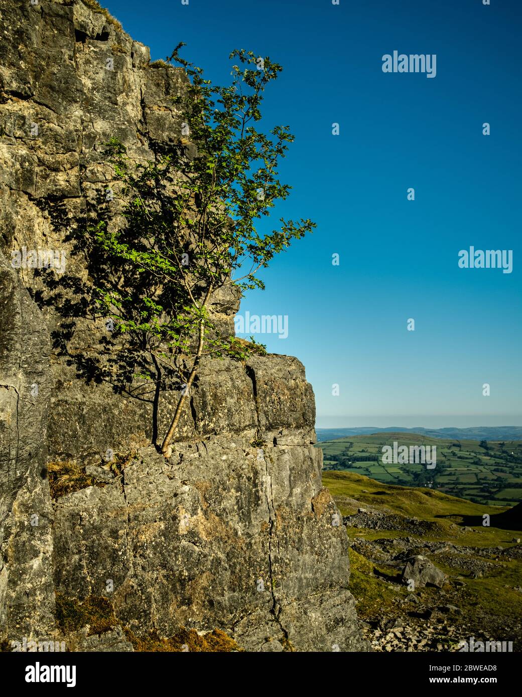 A lone Rowan tree growing on the quarry face in an old limestone quarry ...