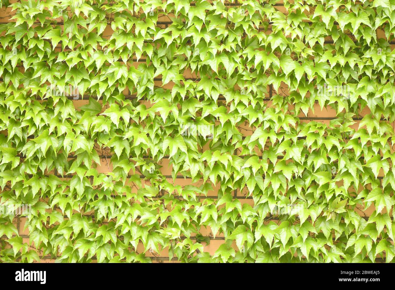 Common grape vine on wooden wall. High resolution photo. Full depth of ...