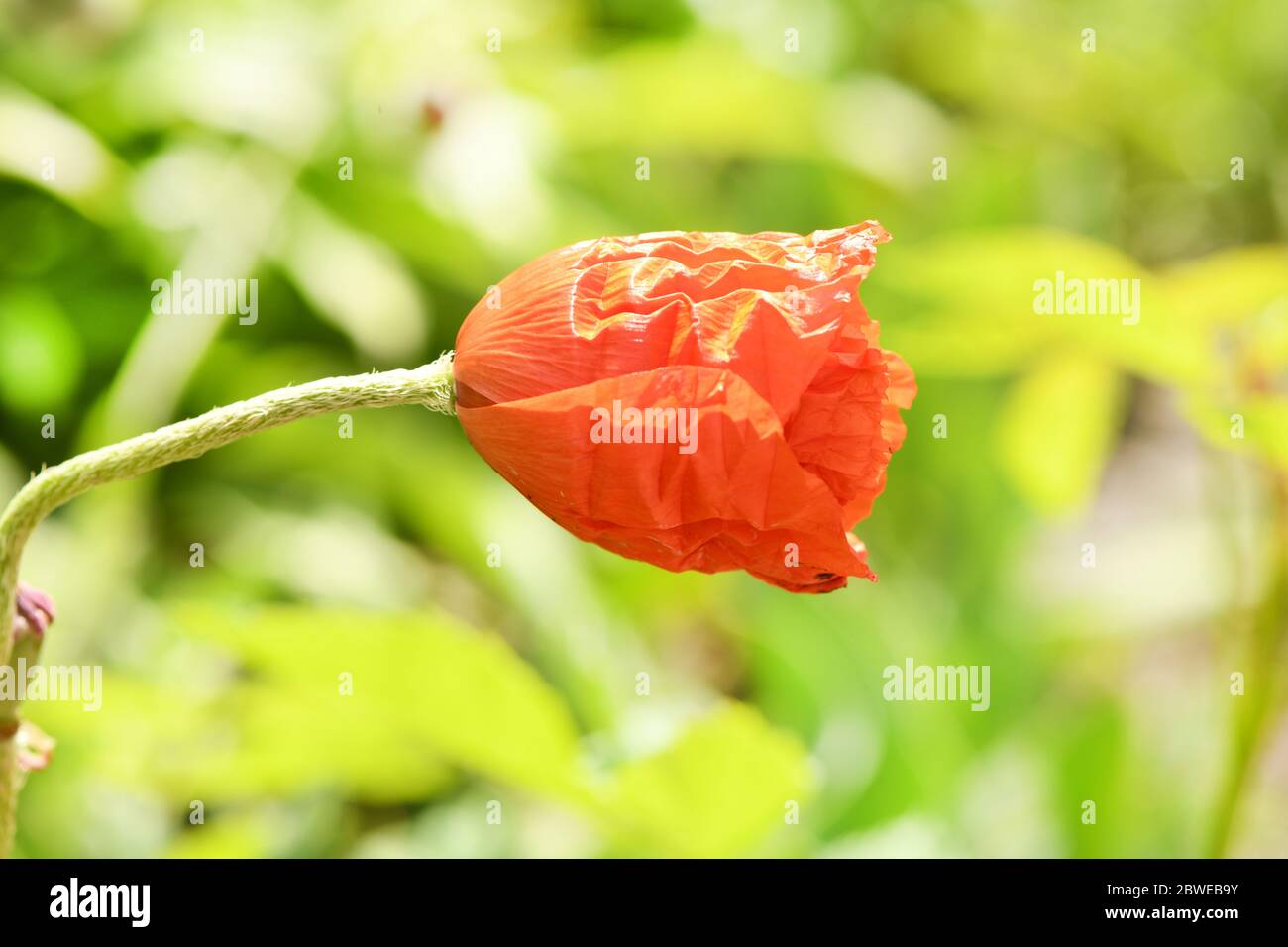 Decorative red poppy on background of green garden. High resolution ...