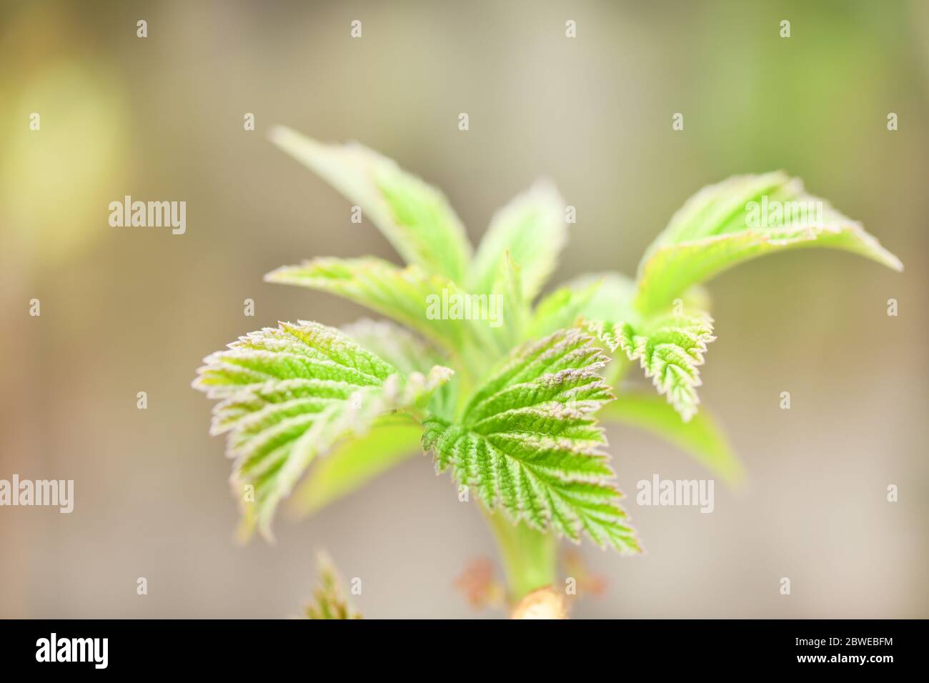 The young raspberries sprout out. Young raspberry leaves in the garden ...